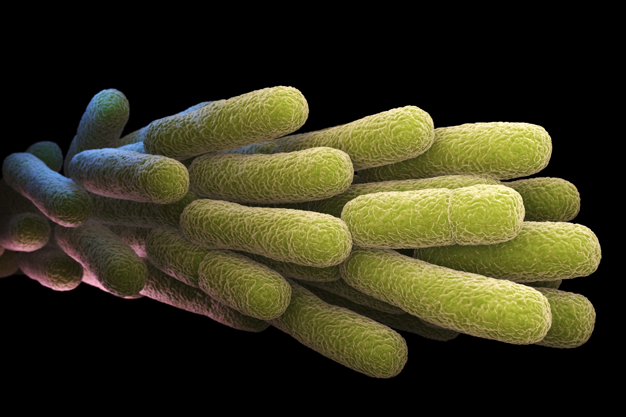 Garbage in, Electrons Out? Thermophilic Bacteria Do Both – Valutus